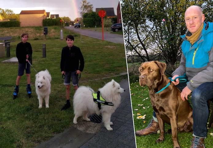 Dierenbeul vergiftigt vier honden, al één viervoeter overleden: “Aslan ...