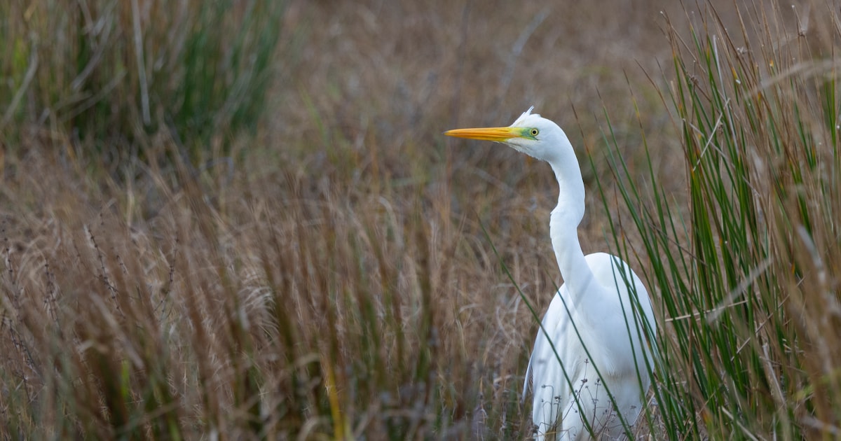 Oogverblindend wit is hij, de grote witte zilverreiger duikt steeds ...