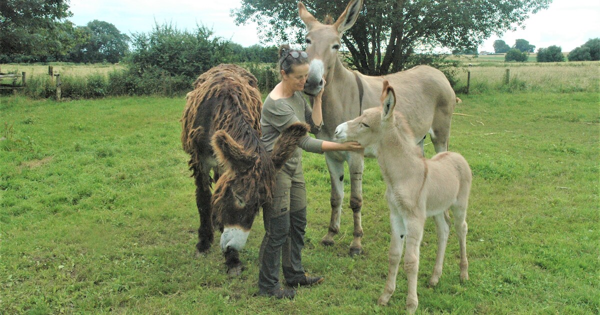 Zot van ezels? Maak kennis met ‘l’Asinerie du Pays des Collines’ van ...