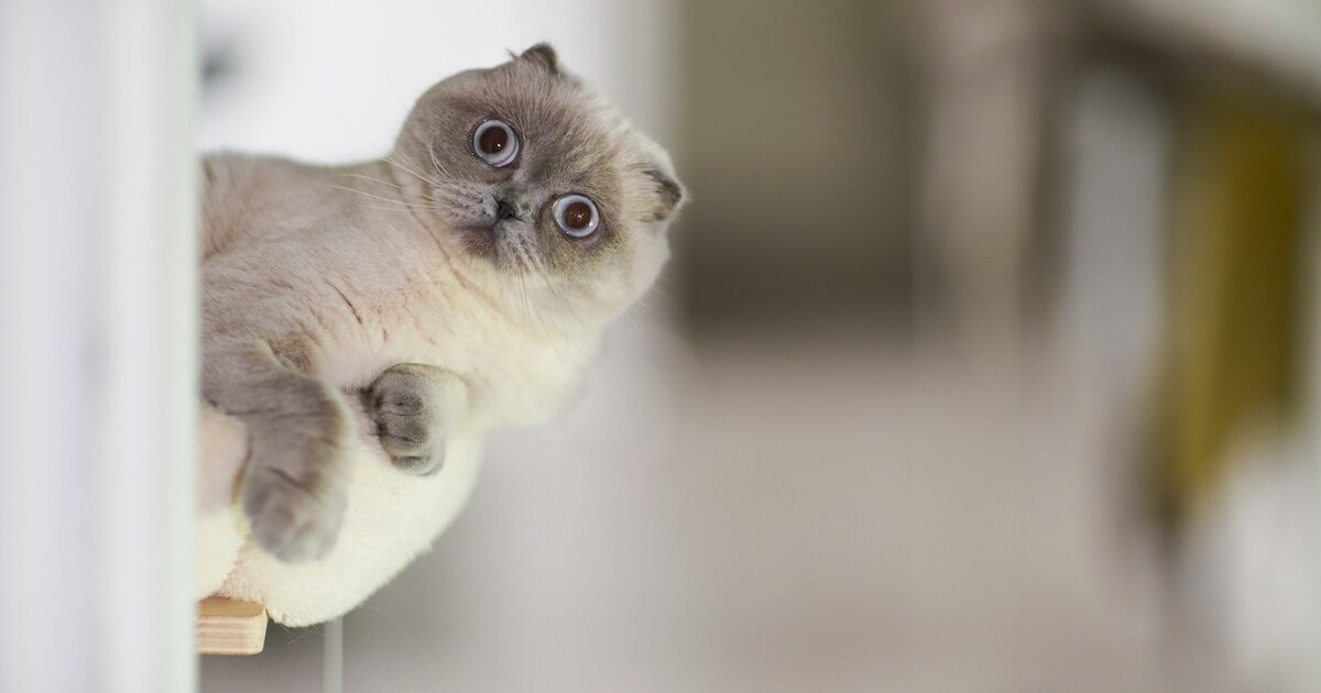 Minister Weyts trekt erkenning van kattenkweker in Dilbeek in wegens ...