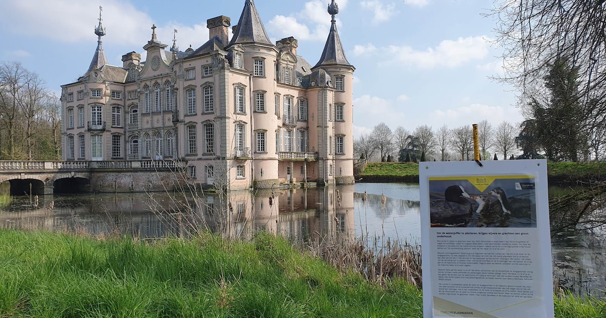 Vervuild slib moet weg uit vijver rond Kasteel Poeke: “Nodig voor ...