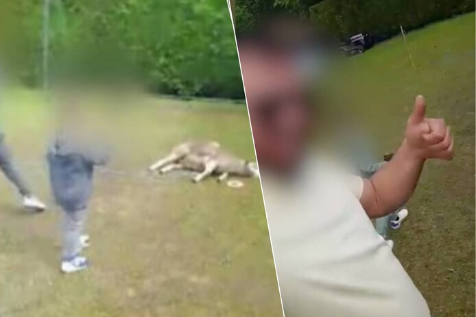 Lijdensweg van mishandeld schaap erger dan eerst gedacht: dier blijkt ...