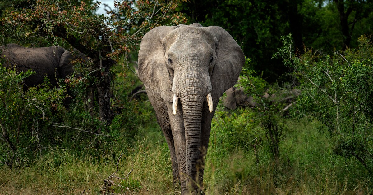 Olifant trapt stroper dood in Kruger National Park | Dieren | hln.be