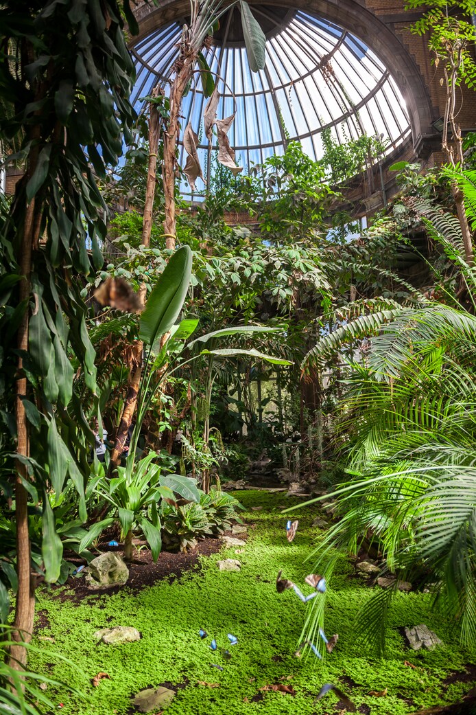 Lente in de Antwerpse Zoo: Wintertuin ‘ontpopt’ tot Vlindertuin ...