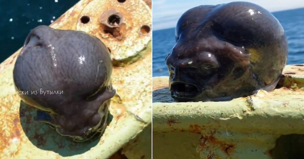 KIJK. Vis of alien? Rus haalt bijzonder wezen uit het water | Bizar ...
