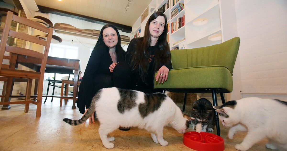 Katten koning in hun eigen café | Brugge | HLN.be