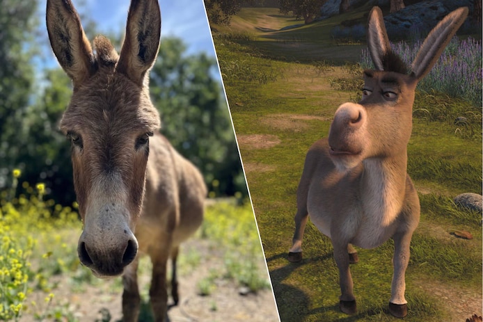 Ezel die inspiratie was voor Donkey uit ‘Shrek’-films overleden: “Onze ...