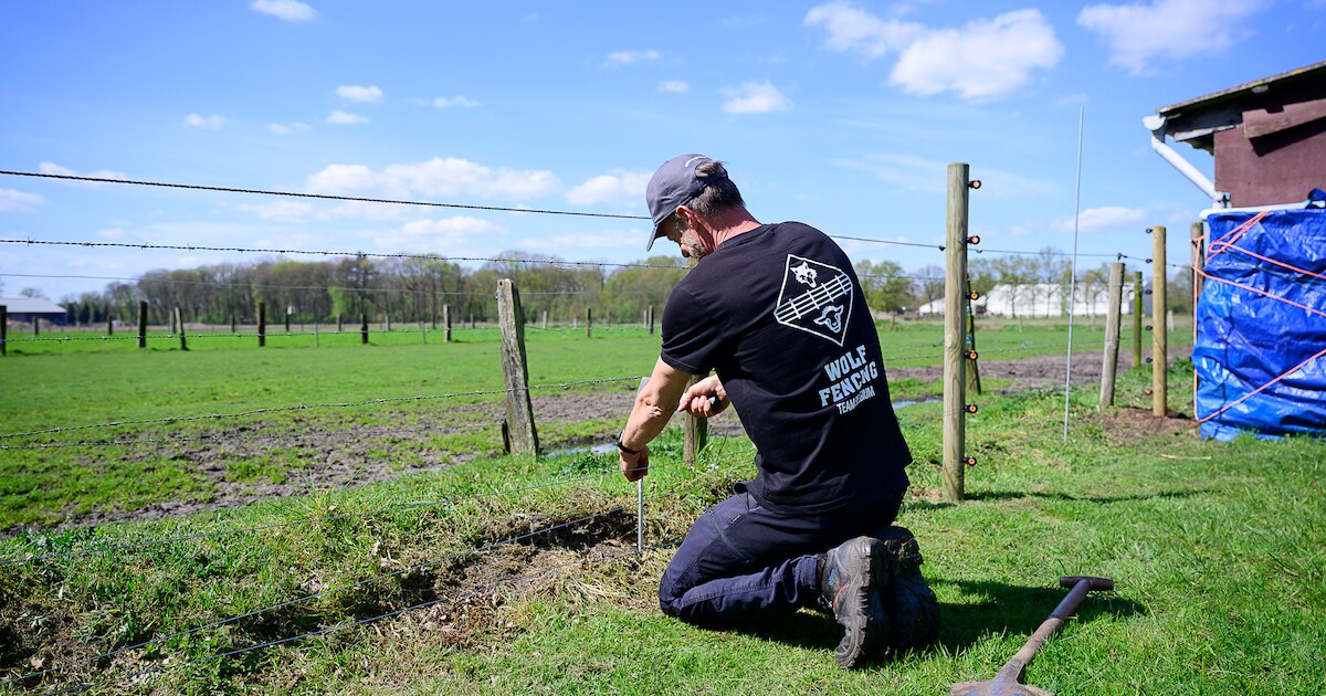 Wolf Fencing Team roept veehouders op om wolfwerende hekken te plaatsen ...