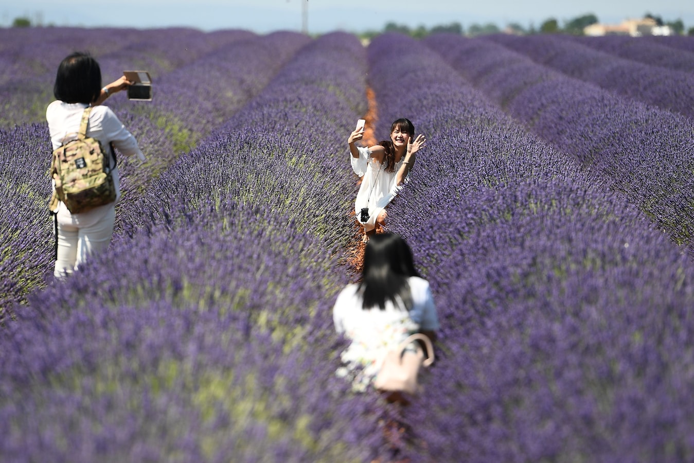 Gedaan met de blauwe velden? Lavendelboeren schakelen over op ...