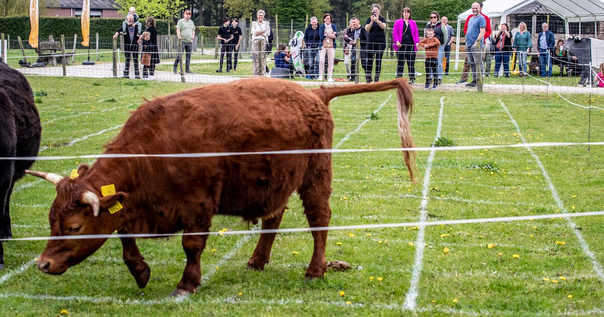 Schijt je Rijk voor het goede doel: Henkie’s poepje brengt geluk voor ...