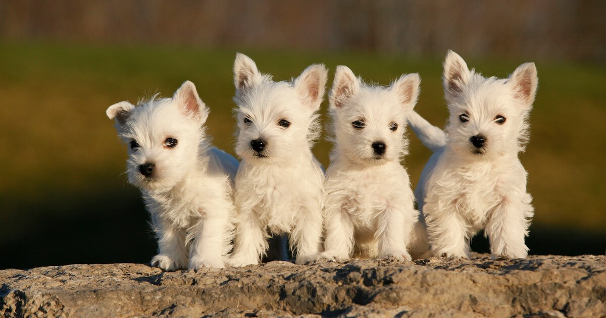 Deborah* (58) kocht nietsvermoedend een puppy bij een broodfokker: “Ze ...