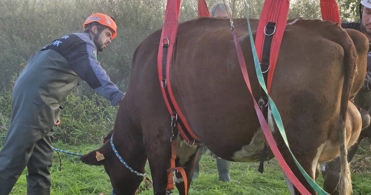 Op Werelddierendag: brandweer redt koe uit gracht, rund stelt het goed | Ieper | HLN.be