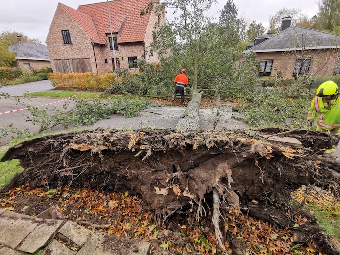 Hulpverleningszone Waasland krijgt 237 meldingen voor stormschade ...