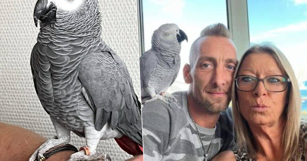 Papegaai Coco al tien dagen vermist, baasje Dominique doet een oproep ...