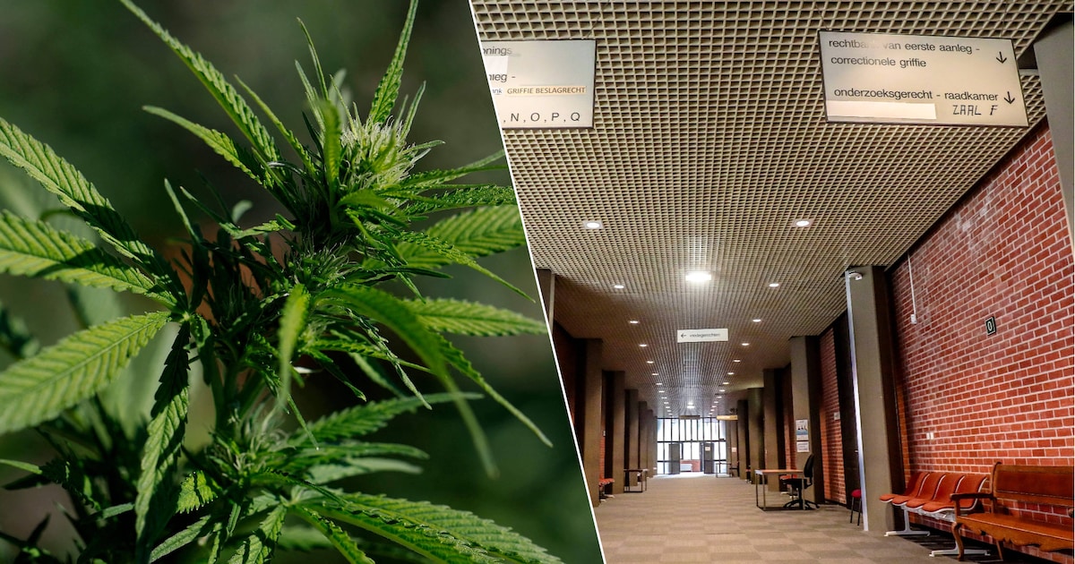 Jarenlange cannabisverslaving brengt man (26) voor rechter: "Zijn ...