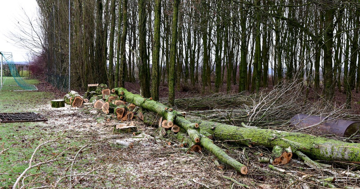 Natuur en Bos kapt gezonde bomen langs de Leie: “Dunningsactiviteiten ...