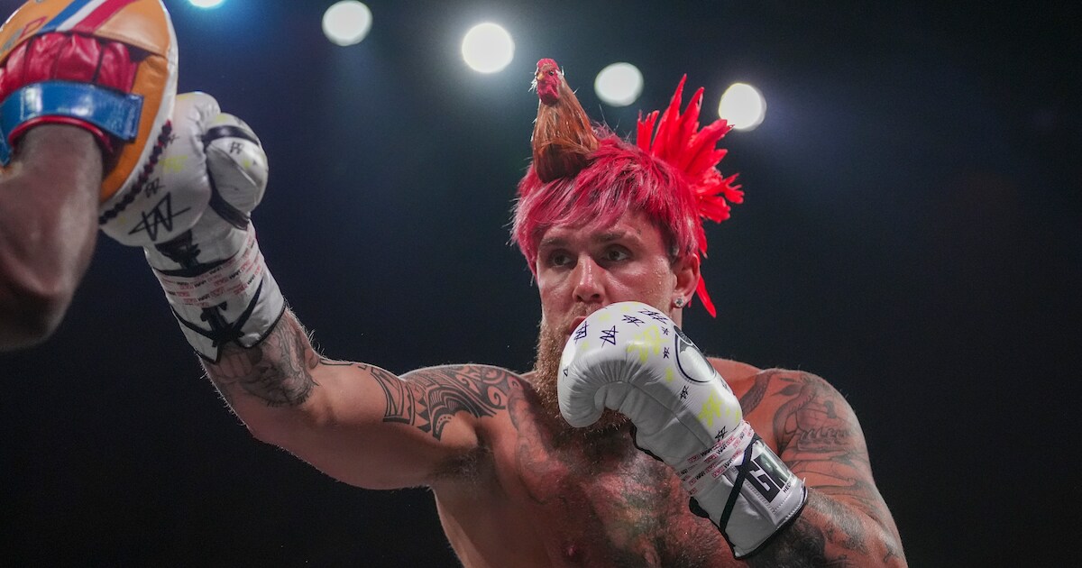 Jake Paul draagt 'haan' op zijn hoofd bij training voor gevecht met ...