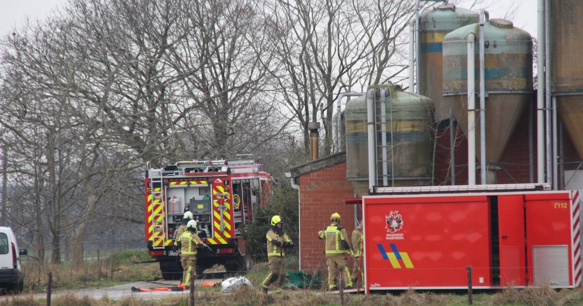 Brandweer redt 20 varkens uit beerput in Wuustwezel | Wuustwezel | hln.be