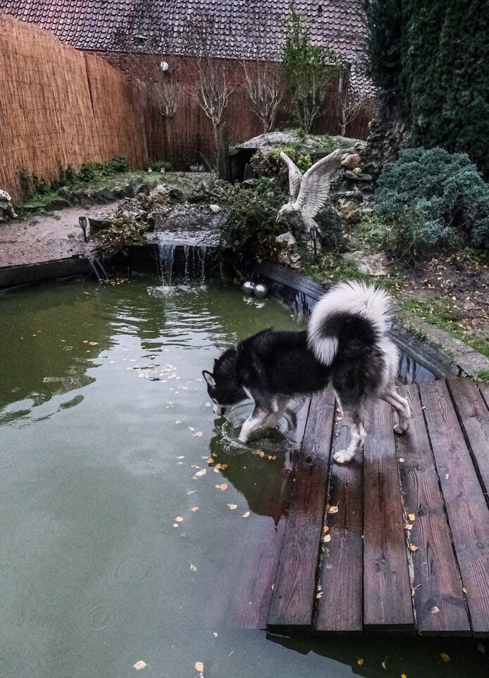 NET OPEN. Grot om door te rennen, zwemvijver met waterval… In dit ...