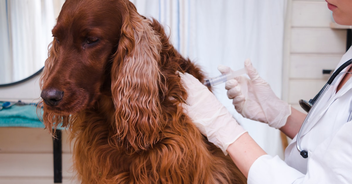 FAVV waarschuwt voor hondsdolheid bij geadopteerde honden uit Rusland ...