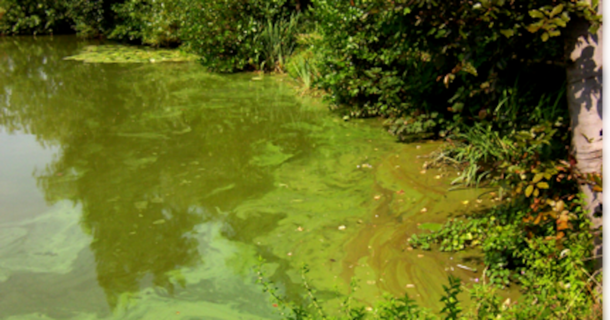 Blauwalgen in Zeekanaal: alle vormen van waterrecreatie sterk afgeraden ...