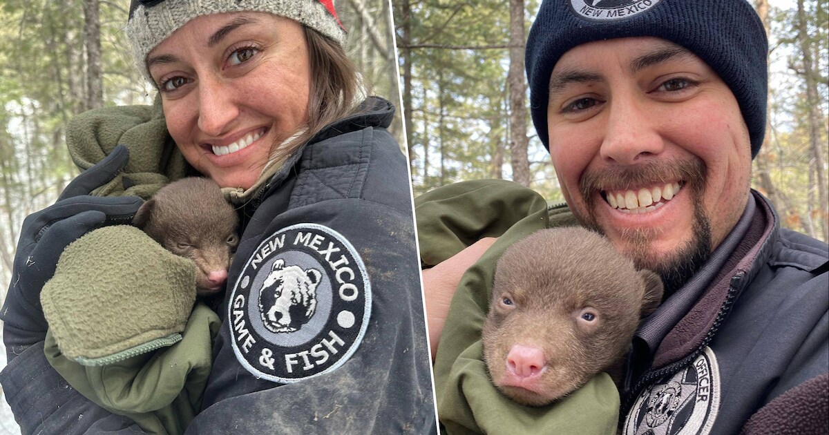 New Mexico zoekt “professionele beer-knuffelaars”, maar enkel ...