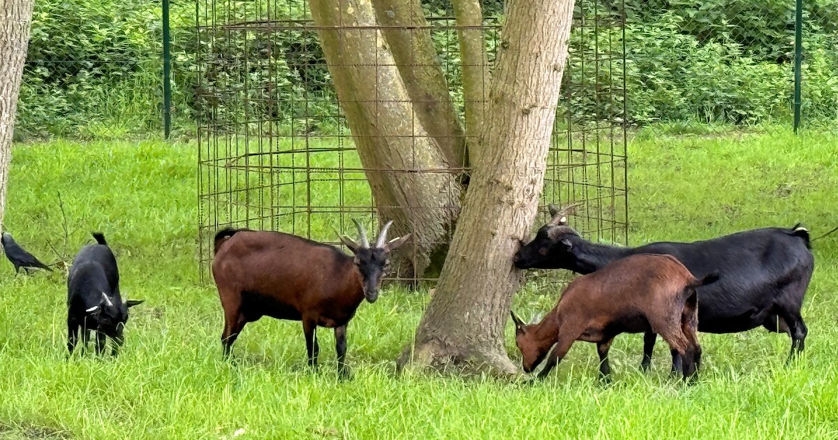 Nieuwe geiten in weide aan technisch centrum: “Blij met deze nieuwe ...