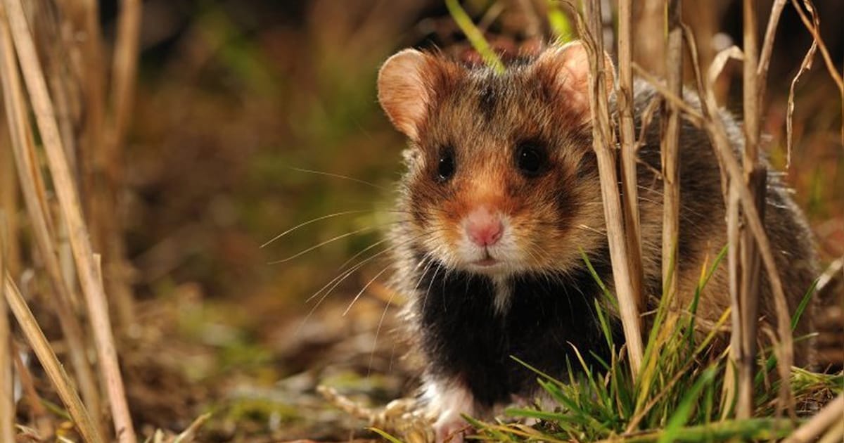 Vlaamse overheid voor de rechter om uitsterven wilde hamster te ...
