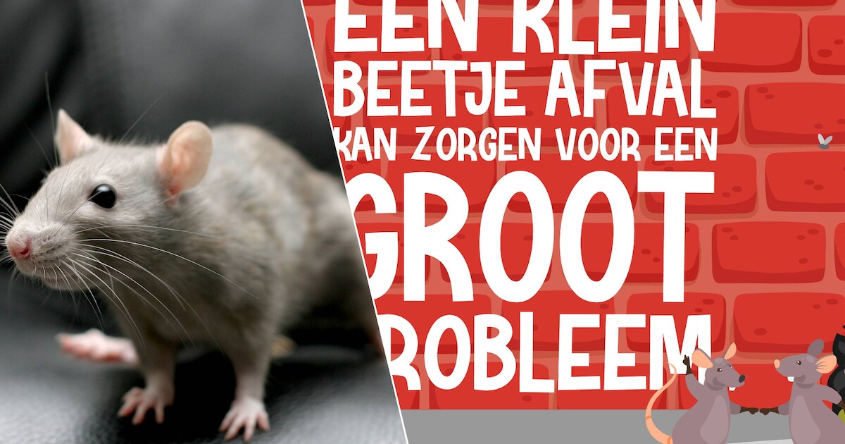 Sint-Truiden bindt strijd aan tegen ratten: “Een beetje afval is voor hen een groot feest ...