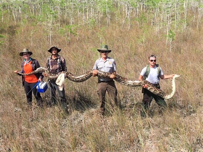 ‘Grootste python ooit’ gevangen in de Everglades: zwanger vrouwtje van ...