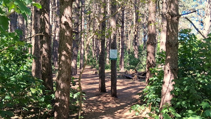 Uitheemse bomen verdwijnen uit Raverschootbos | Regio | HLN.be