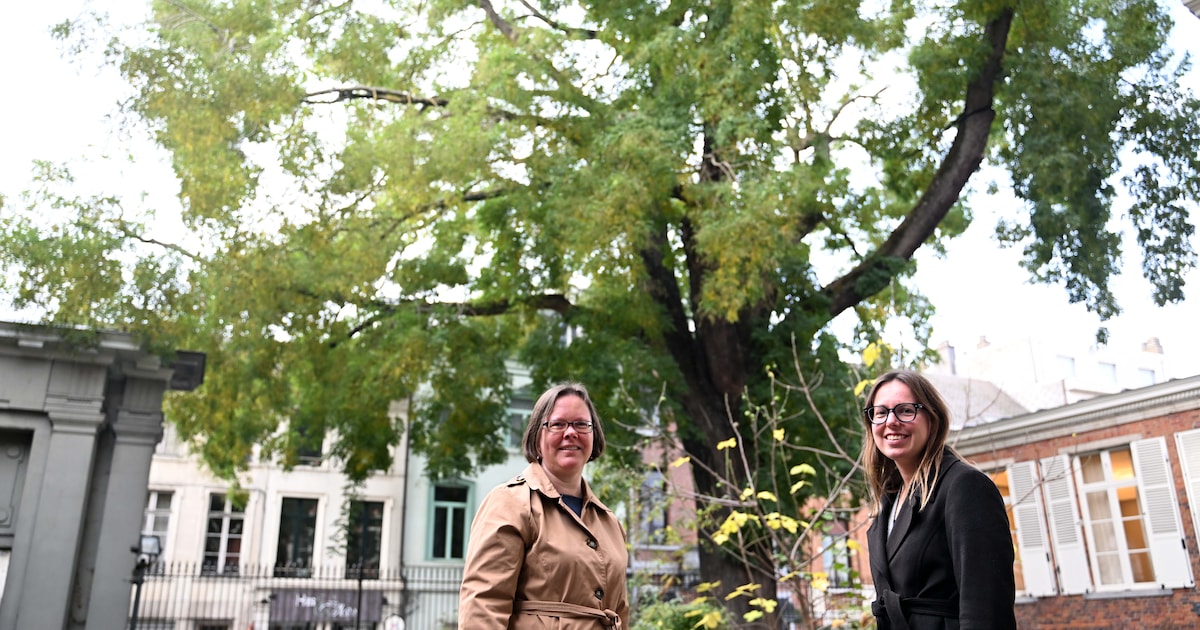 Waarom deze ‘Boom van ’t Groot Verdriet’ in Leuven minstens 1,3 miljoen ...