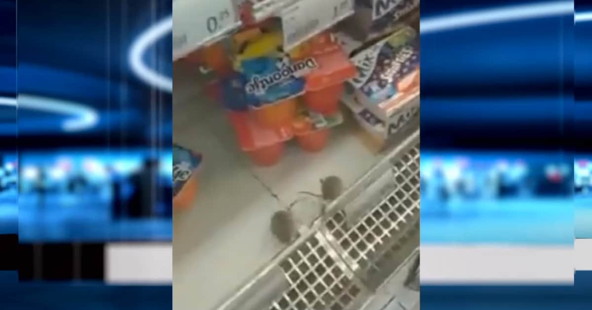 Klant filmt muizen in frigo Albert Heijn | Regio | HLN.be