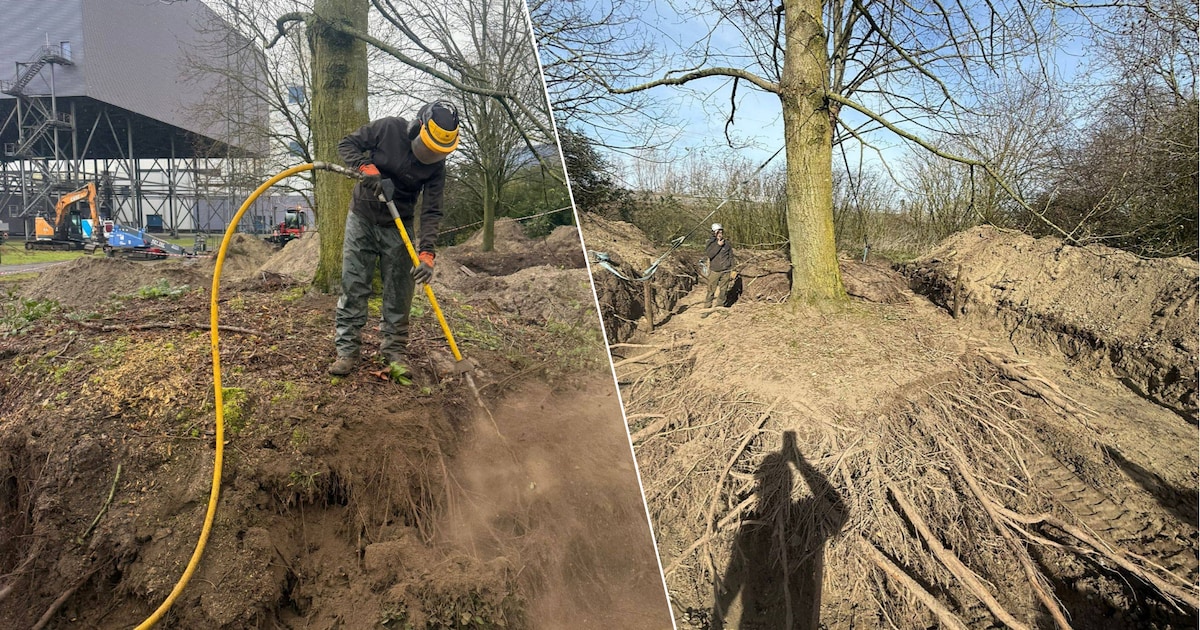 400 ton zware kraan verplant volwassen bomen op Luminus site | Regio ...