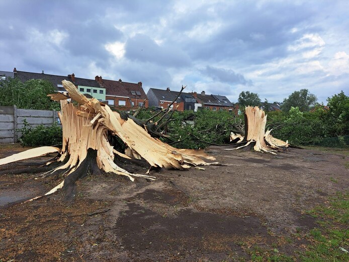 Eeuwenoude bomen volledig verwoest door valwind | Kapelle-Op-Den-Bos ...