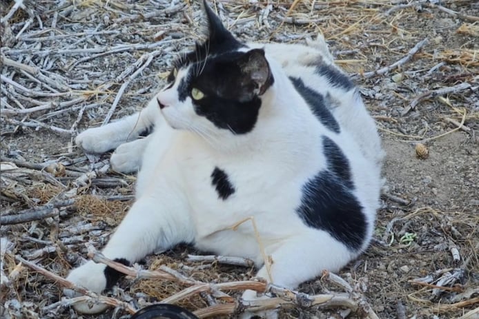 Toeristen op Kreta zijn in de ban van Chonkus Maximus: een dikke kat ...