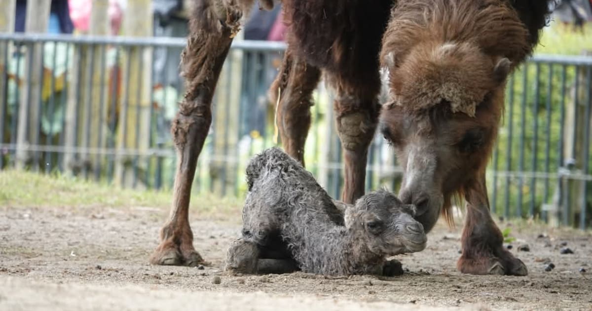 KIJK. Uniek moment in Planckendael: kameel Neela bevalt voor ogen van ...