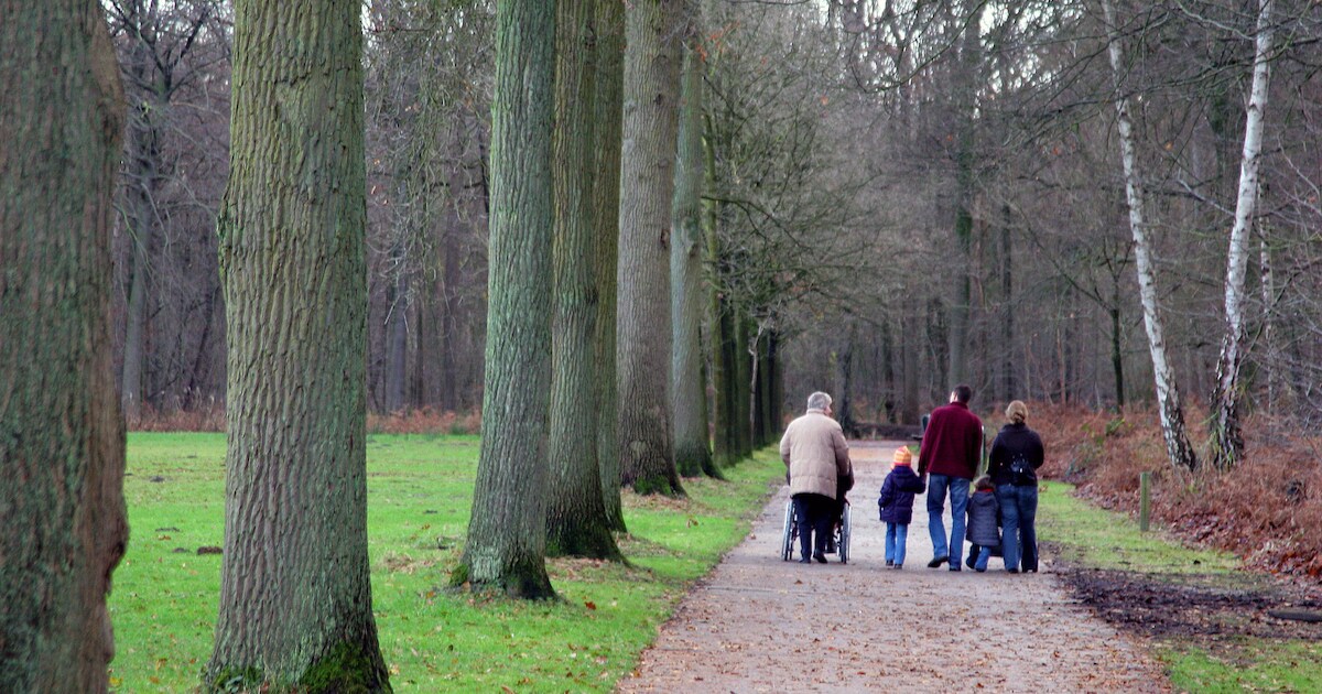 Spechten spotten in het bos: op wandel langs de mooiste plekjes in ...