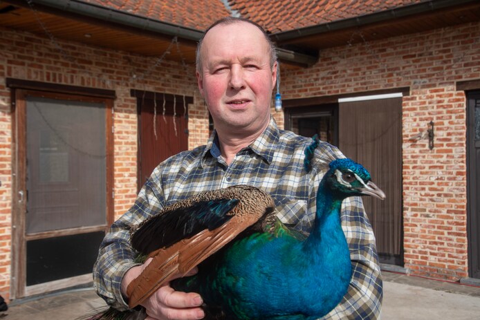 Bronstige pauw na twee maanden onrust gevat in Wetteren: “Mensen konden ...