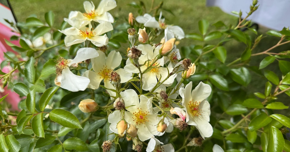 Splinternieuwe roos ‘Rosa Let it Bee’ gedoopt tijdens allereerste ...