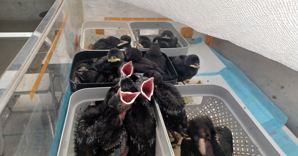 Vogelopvangcentrum Oostende overspoeld door gevallen kauwtjes tijdens ...