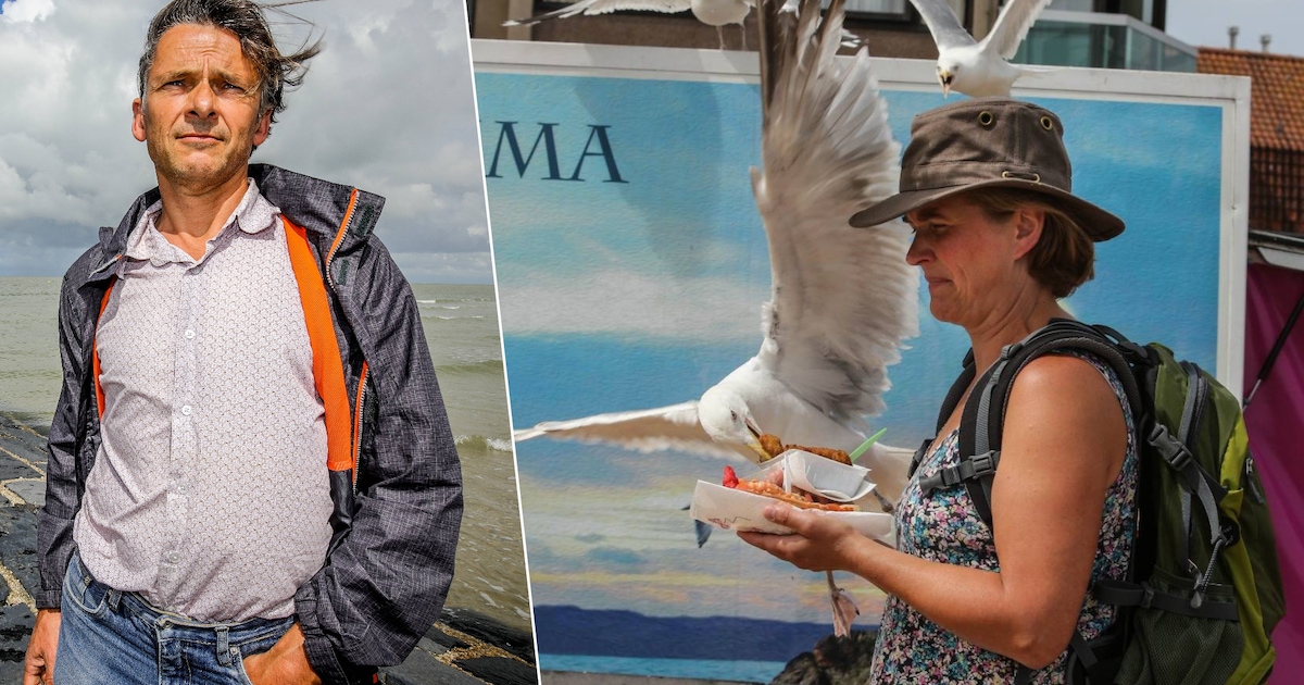 Hoe de kust zich dit jaar tegen de meeuwenoverlast wapent: “Maak ...