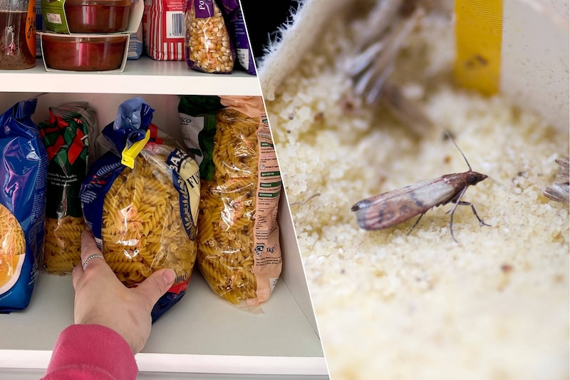 “Hoe warmer het is, hoe sneller ze zich voortplanten”: verdelger geeft ...
