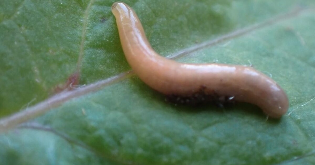 Voor het eerst exotische landsnoerworm waargenomen in België ...
