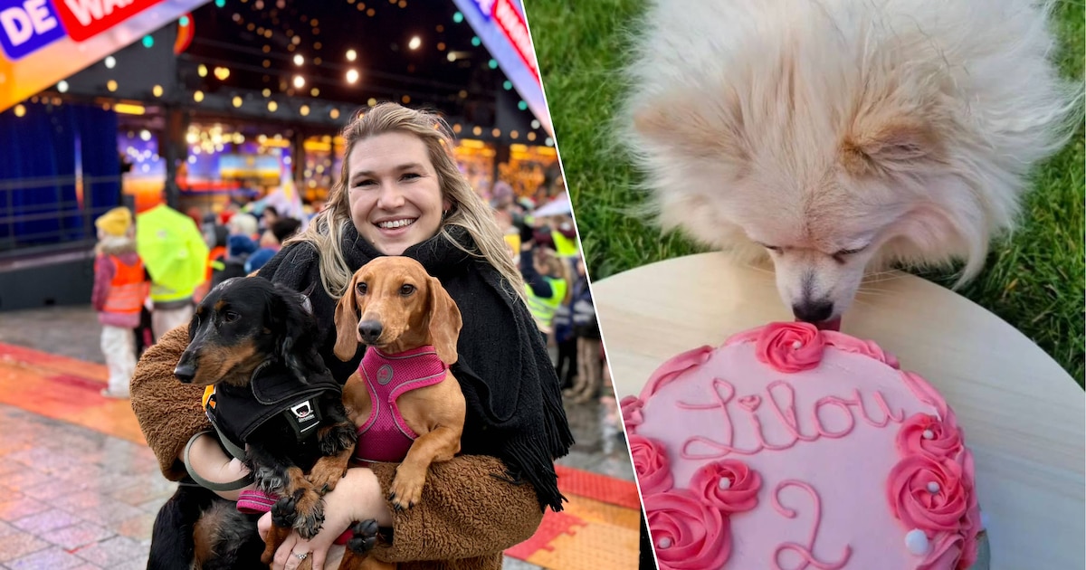 Hond met allergie? Dan open je toch zoals Lore (28)... een ...