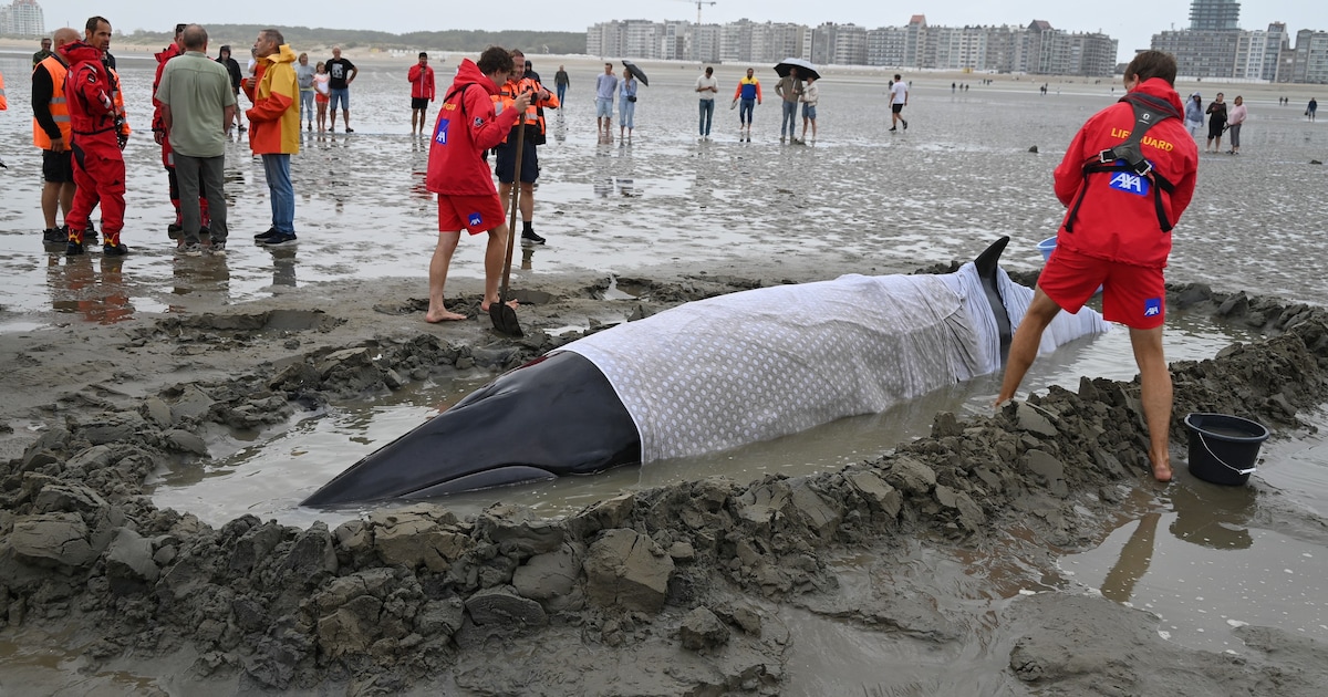 Derde keer, goede keer? Aangespoelde dwergvinvis lijkt eindelijk ...