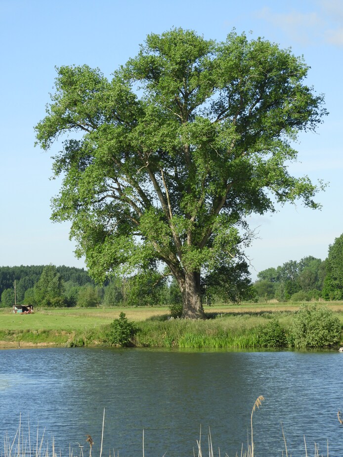 Dikke populier van Astene genomineerd als Boom van het jaar: “Dankzij ...