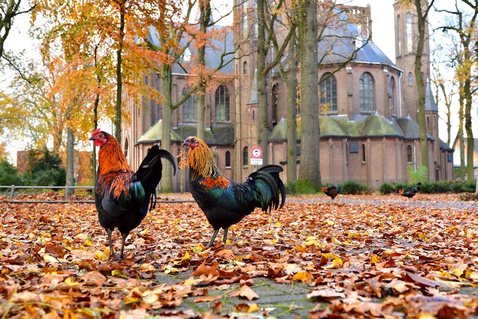 Bewoners worden knettergek van hanen in park Sint Willebrord: ‘Hier is ...