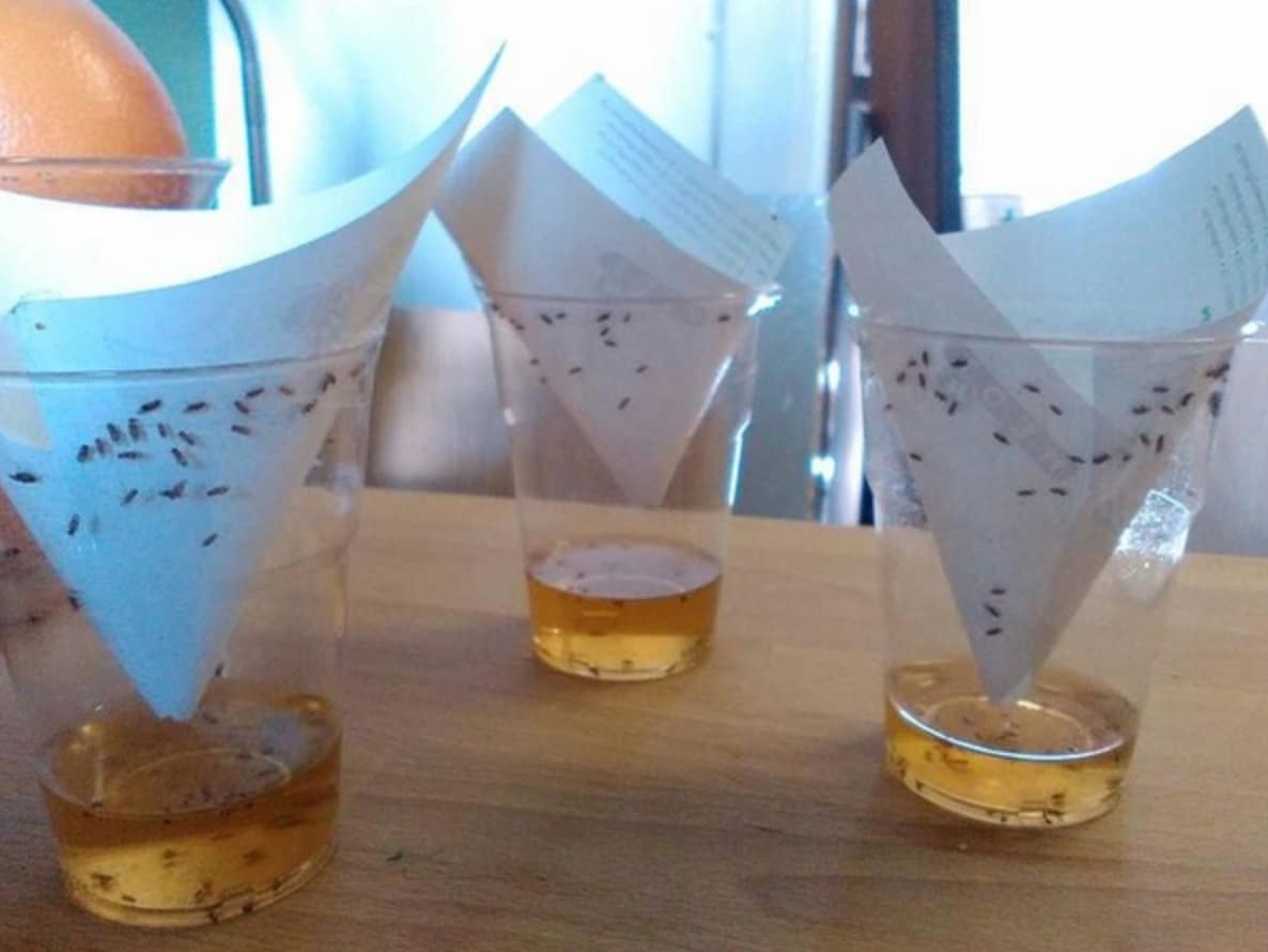 Hoe krijg je fruitvliegjes weg of hoe voorkom je ze? “Dit heeft ...