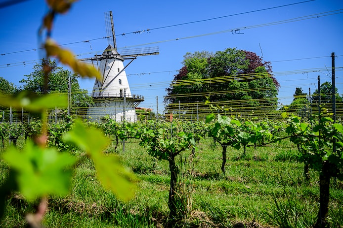 Wijnbouw in deze grond? Onmogelijk!’, zeiden ze”... Maar domein Oud ...